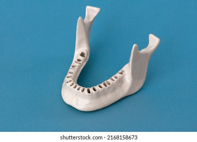 Upper Human Jaw Without Teeth Model Stock Photo 2168158673 | Shutterstock