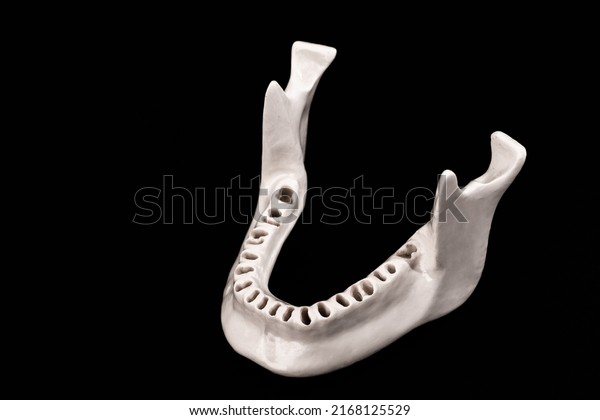 Upper Human Jaw Without Teeth Model Stock Photo 2168125529 | Shutterstock
