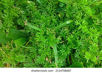 20,241 Thorn weeds Images, Stock Photos & Vectors | Shutterstock