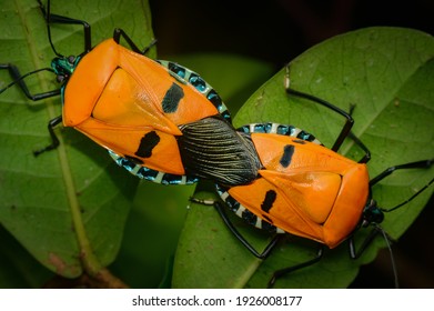 5,211 Man face bug Images, Stock Photos & Vectors | Shutterstock