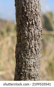 1,741 Tree Trunk Upright Images, Stock Photos & Vectors | Shutterstock
