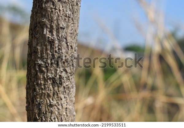 1,741 Tree Trunk Upright Images, Stock Photos & Vectors | Shutterstock