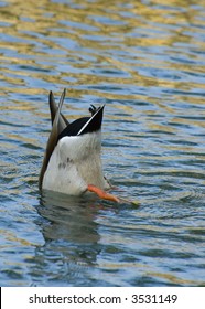Upside Down Duck Stock Photo 3531149 | Shutterstock