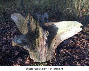 174 imágenes de Upside down tree roots - Imágenes, fotos y vectores de ...