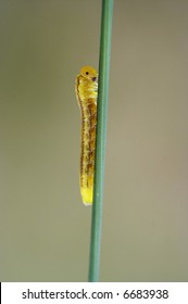 25 Palmer worm: immagini, foto stock e grafica vettoriale | Shutterstock