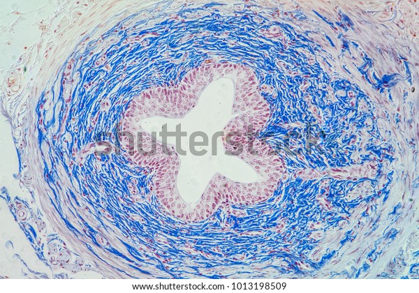 Ureter Tissue Under Microscope 200 X Stock Photo 1013198509 | Shutterstock