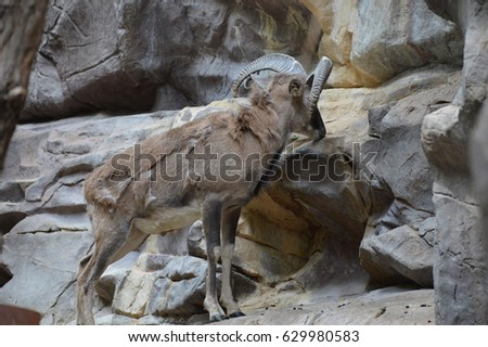 Free urial Stock Photos - Stockvault.net