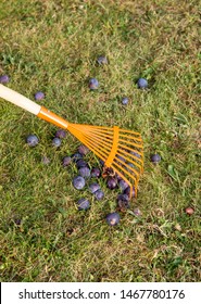 Using Leaf Rake Sweep Old Soft Stock Photo (Edit Now) 1467780176