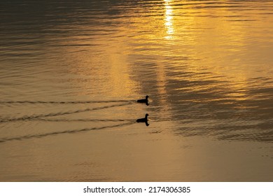 2,107 V shaped wings Images, Stock Photos & Vectors | Shutterstock