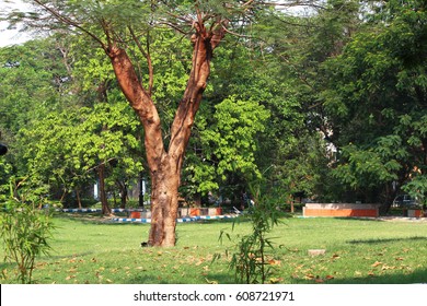 V Shape Tree Stock Photo 608721971 | Shutterstock