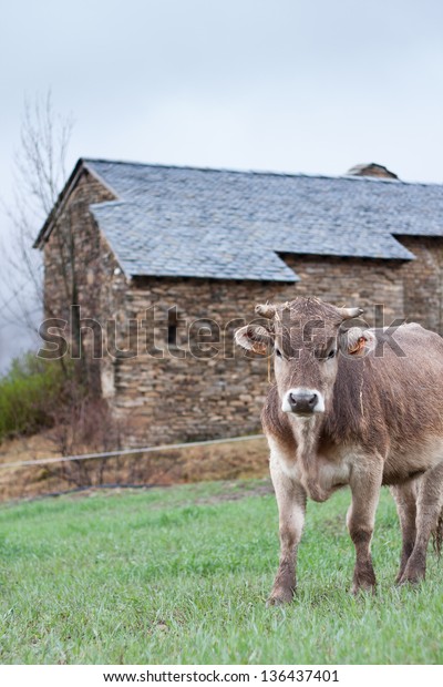 Vaca Bruna Stock Photo 136437401 | Shutterstock