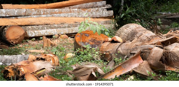 1,076 Damaged coconut tree Images, Stock Photos & Vectors | Shutterstock