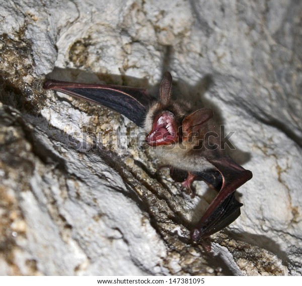 Vampire Bat Cave Stock Photo (Edit Now) 147381095
