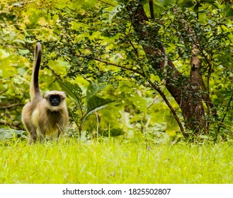 Vanar Images, Stock Photos & Vectors | Shutterstock
