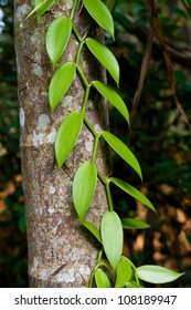 15,104 Vanilla tree Images, Stock Photos & Vectors | Shutterstock