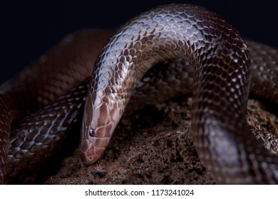 3,483 Burrowing Species Images, Stock Photos & Vectors | Shutterstock
