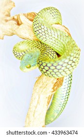 Variable Bush Viper Stock Photo 433963474 | Shutterstock