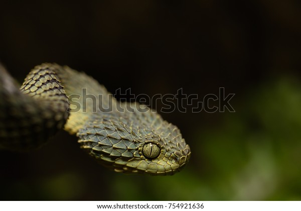 Variable Bush Viper Atheris Squamigera Stock Photo 754921636 | Shutterstock