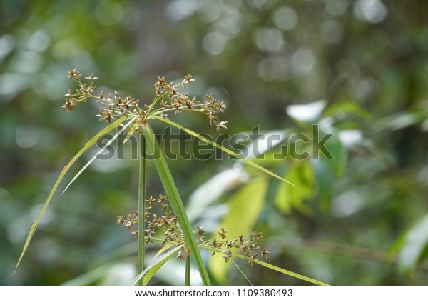 Variable Flatsedge Cyperus Difformis Rice Sedge 库存照片（立即编辑）1109380493