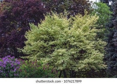 Variegated Maple Tree Stock Photo 1076217899 | Shutterstock