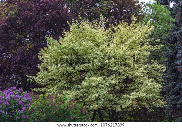 Variegated Maple Tree Stock Photo 1076217899 | Shutterstock
