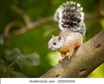 Variegated Squirrel Sciurus Variegatoides Tree Squirrel Stock Photo ...