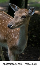 Various Animals Composition Stock Photo 760978033 | Shutterstock