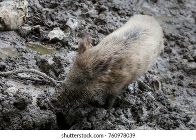 Various Animals Composition Stock Photo 760978039 | Shutterstock