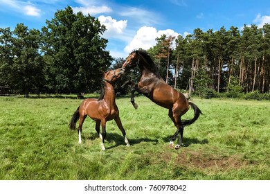 Various Animals Composition Stock Photo 760978042 | Shutterstock