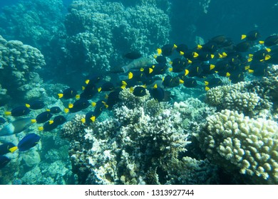 Various Aquatic Creatures Stock Photo 1313927744 | Shutterstock