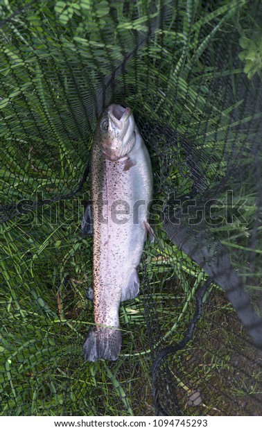 Various Objects Adaptations Fishing River Fish Stock Photo 1094745293 ...