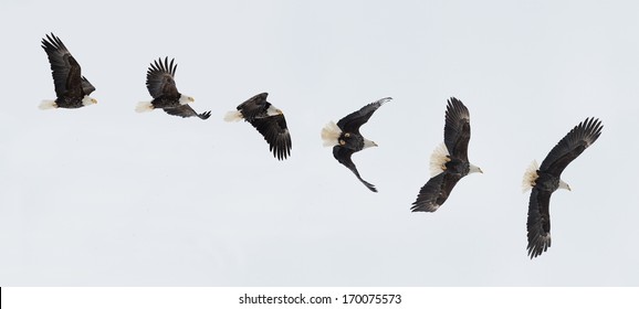 Bottom View Flying Great Hornbill Buceros Stock Photo 361855910 ...