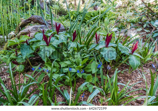 Various Plants Sprouting Spring Shot Taken Stock Photo 642672199 ...