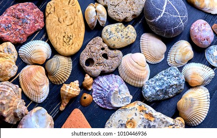 Various Shells Pebbles On Dark Background Stock Photo 1010446936 ...