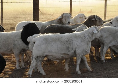 1,371 Ram side view Images, Stock Photos & Vectors | Shutterstock