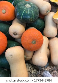 Various Types Cucurbita Which Group Vines Stock Photo 1773442784 ...