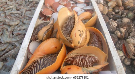57 Bailer shell Images, Stock Photos & Vectors | Shutterstock