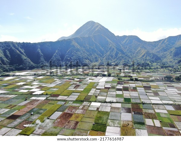 Various Types Plants Fields Stock Photo 2177616987 | Shutterstock