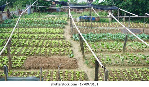 Vegetable Garden Vegetable Plot Organic Stock Photo 1998978131 ...
