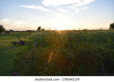 Vegetable Garden Sunset Background Stock Photo 1785641159 | Shutterstock