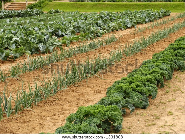 Vegetable Rows Growing Garden Stock Photo (Edit Now) 1331808