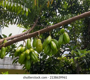 2,733 Vegetable starfruit Images, Stock Photos & Vectors | Shutterstock
