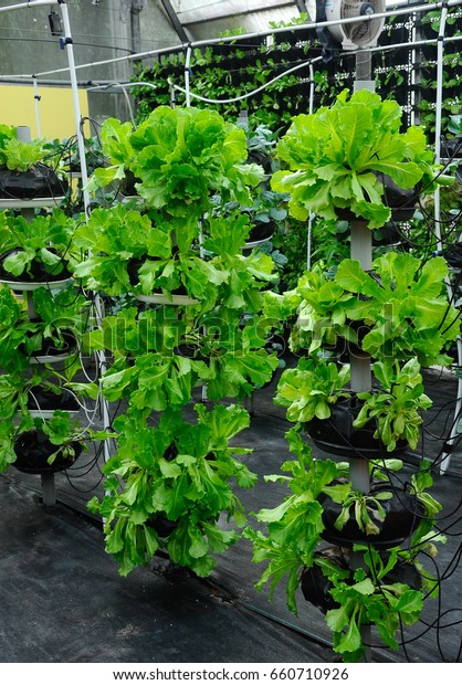 Vegetables Grown Using Fertigation System Vegetables Stock Photo ...
