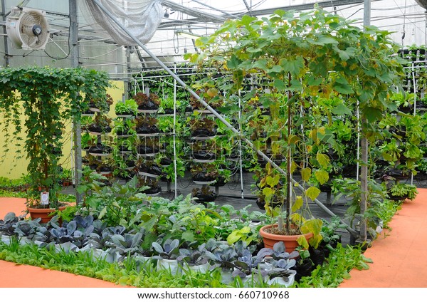 Vegetables Grown Using Fertigation System Vegetables Stock Photo ...