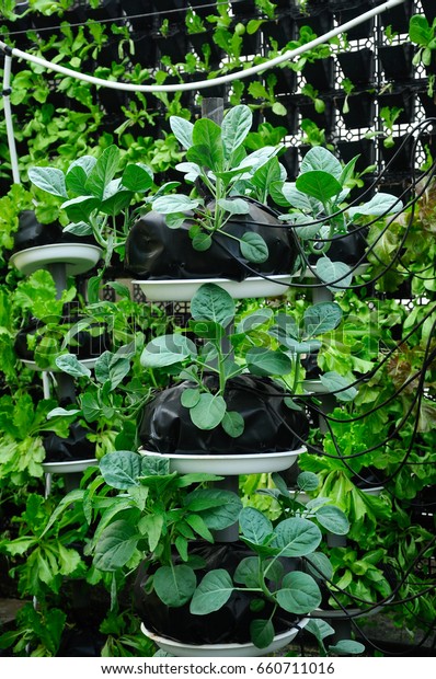Vegetables Grown Using Fertigation System Vegetables Stock Photo ...