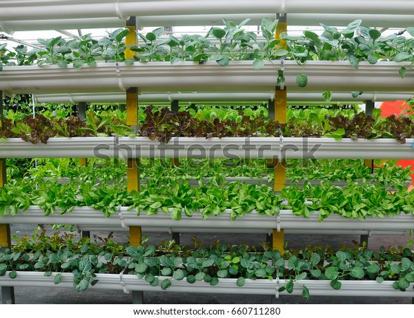Vegetables Grown Using Fertigation System Vegetables Stock Photo ...