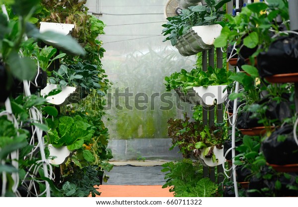 Vegetables Grown Using Fertigation System Vegetables Stock Photo ...
