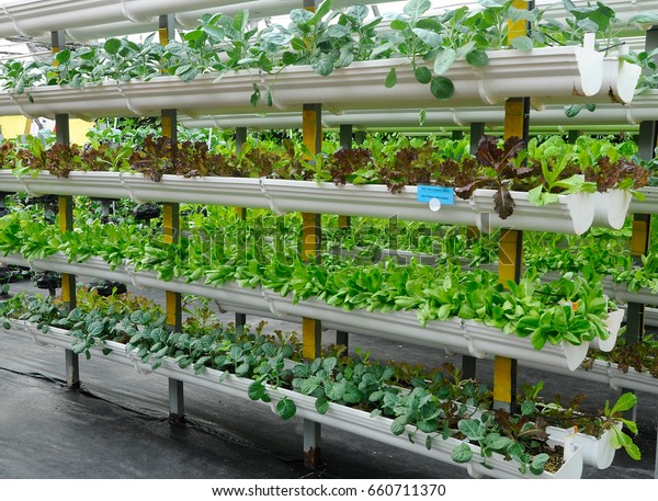 Vegetables Grown Using Fertigation System Vegetables Stock Photo (Edit ...