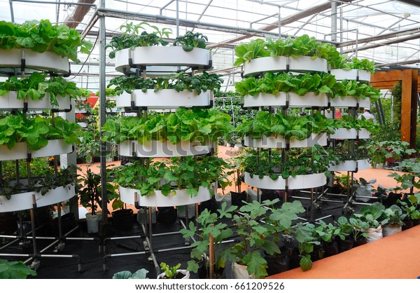 Vegetables Grown Using Fertigation System Vegetables Stock Photo ...