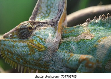 Chameleon mouth open Stock Photos, Images & Photography | Shutterstock